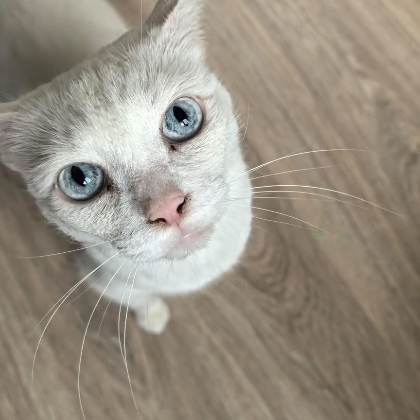 Кот кокос в добрые руки