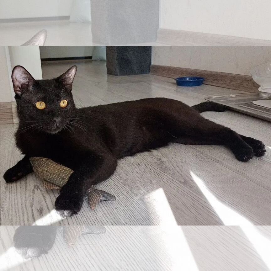 Котёнок в добрые руки