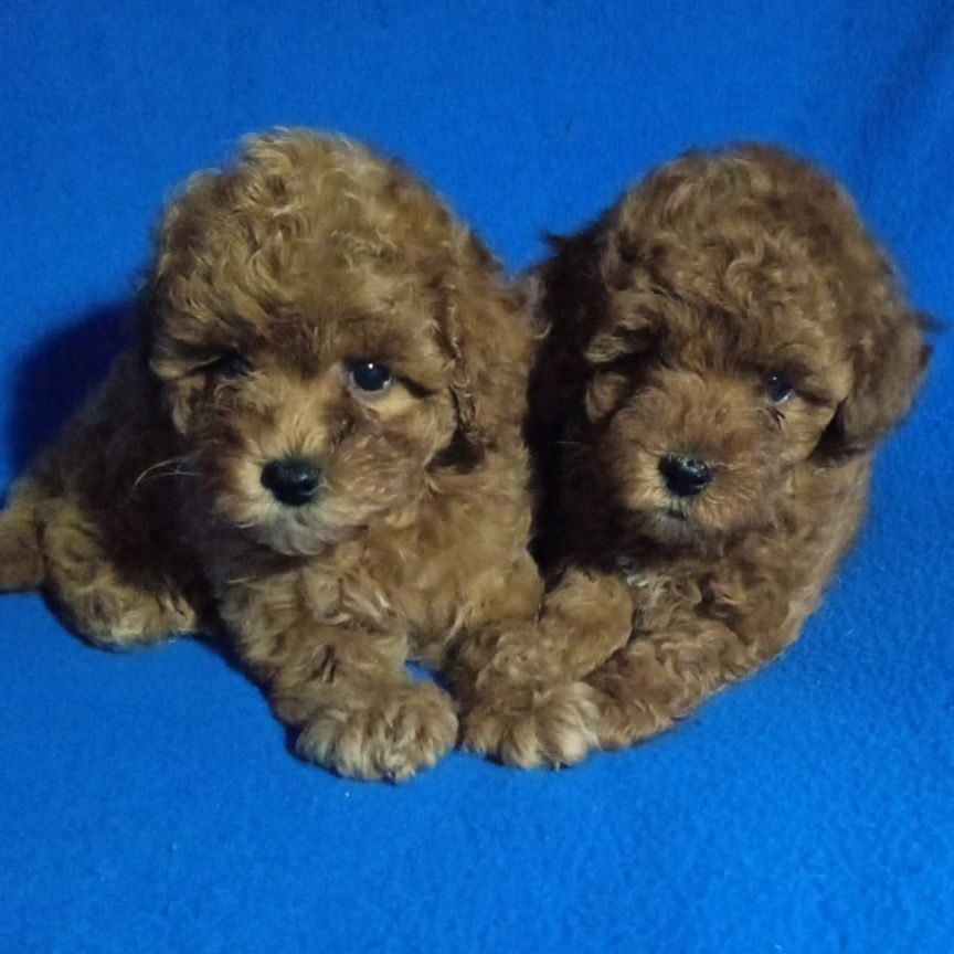 Пудель, щенок