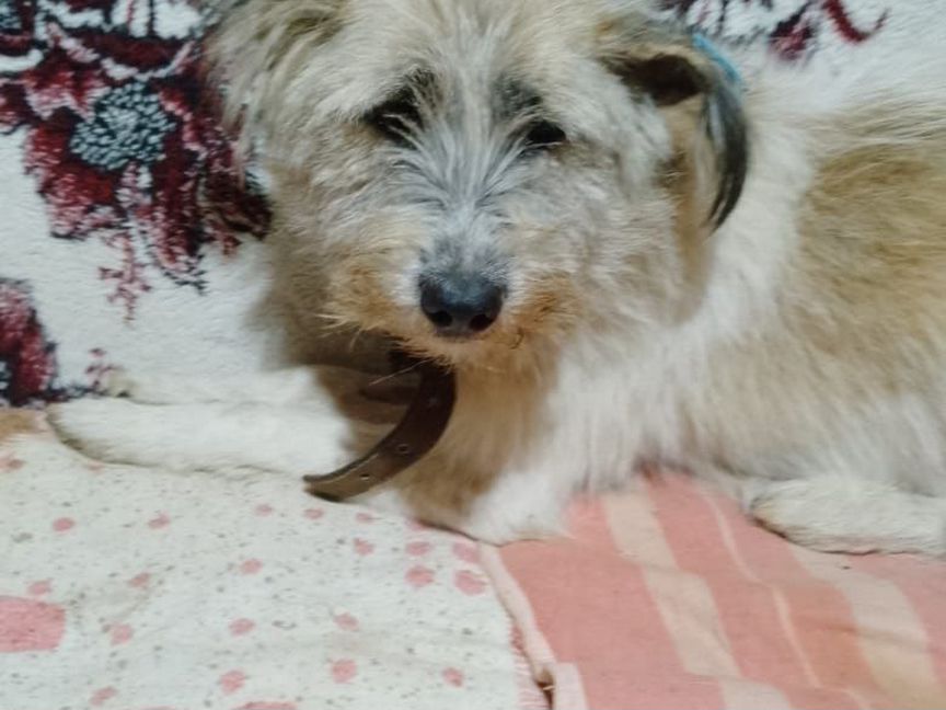 Маняша ищет дом