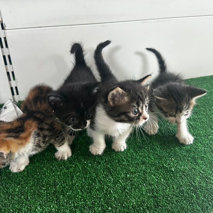 Котята в добрые руки