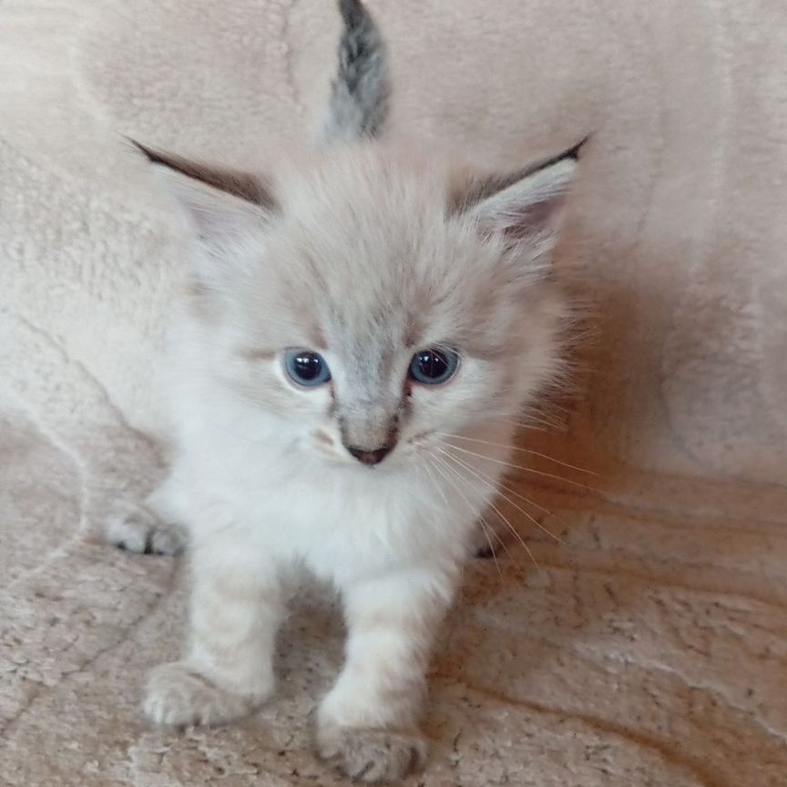 Невский маскарадный котёнок