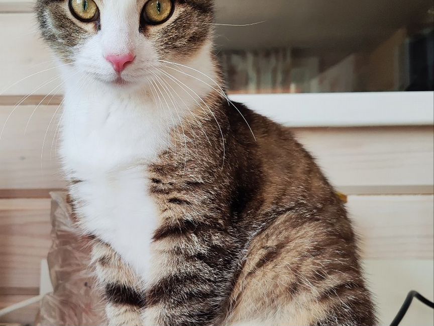 Маленький котик (котенок) ищет дом