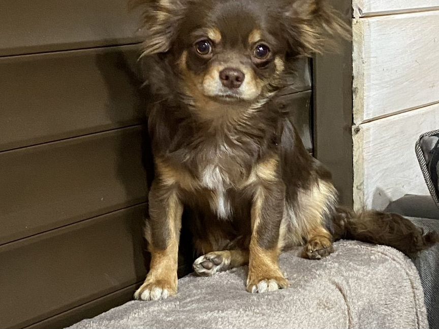 Вязка кобель чихуахуа