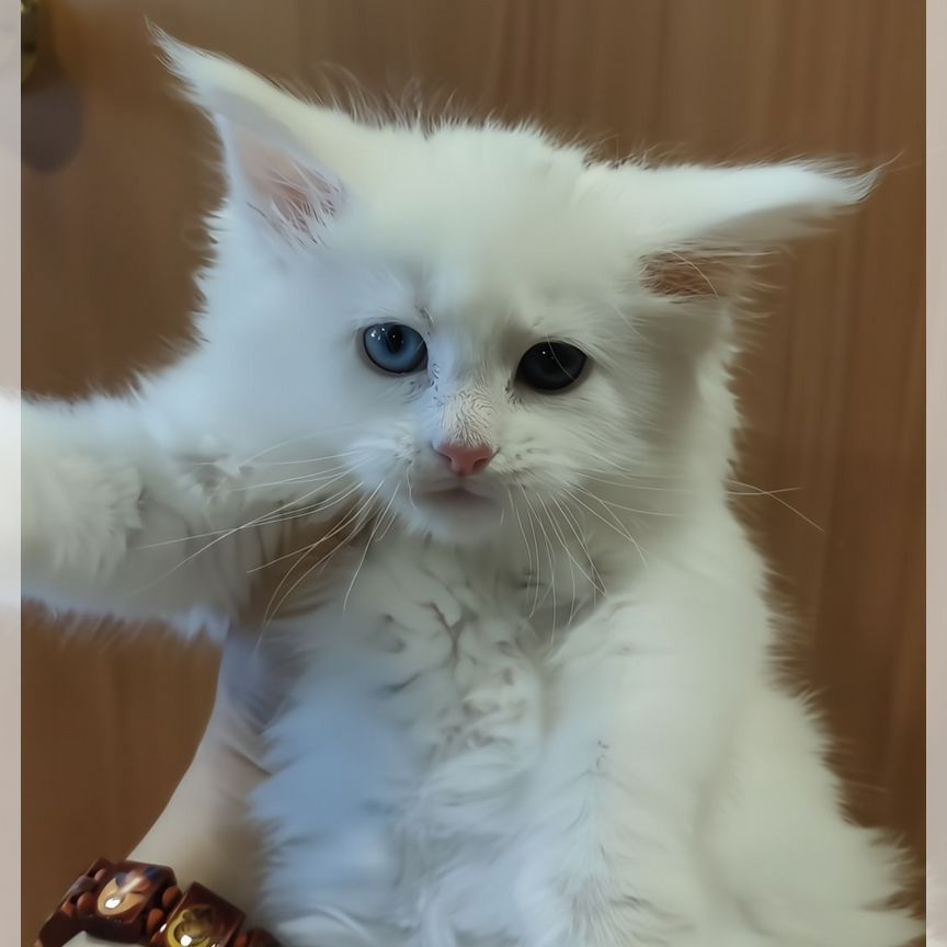 Мейн-кун котёнок