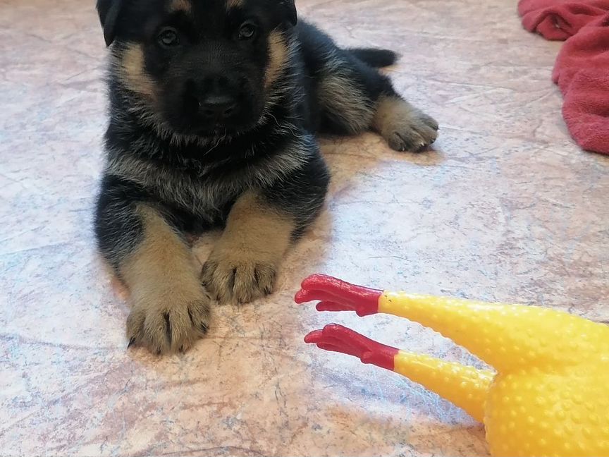 Немецкая овчарка