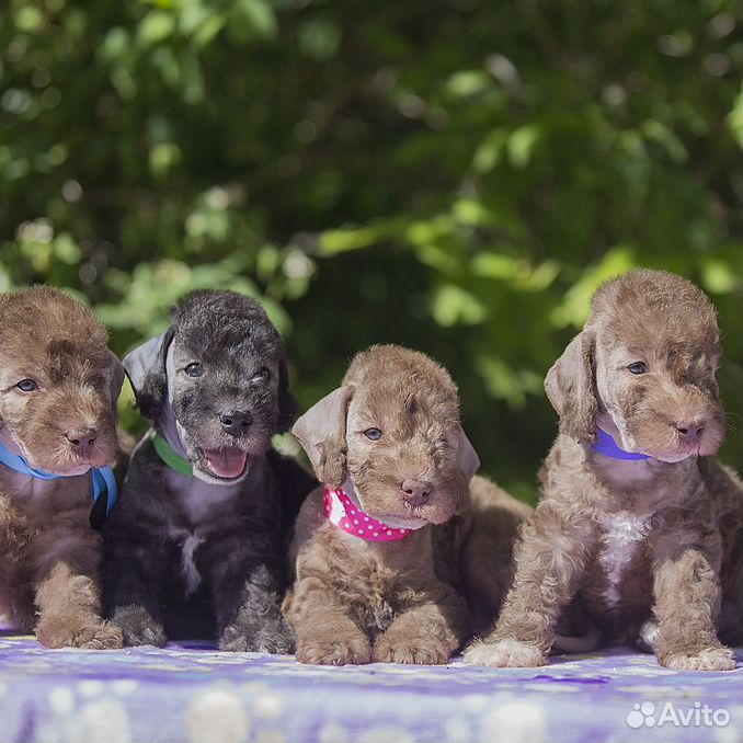 Бедлингтон терьер