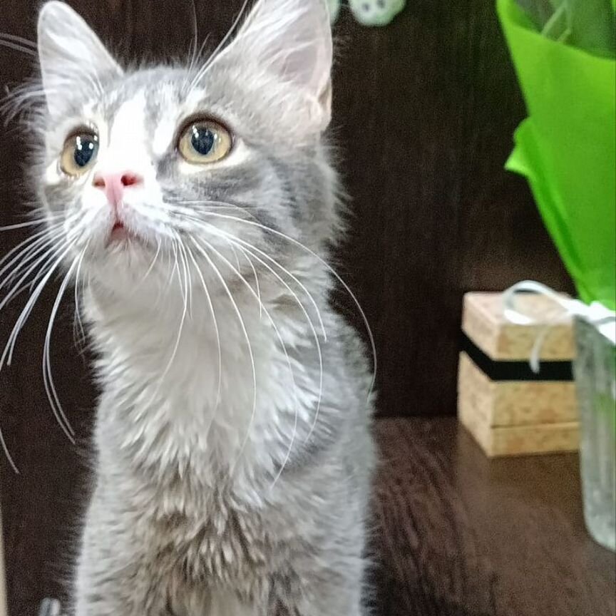 Котенок в добрые руки