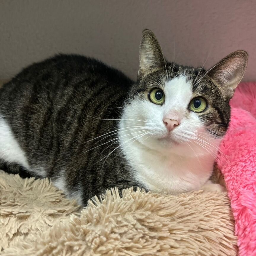 Европейская короткошёрстная, взрослая кошка