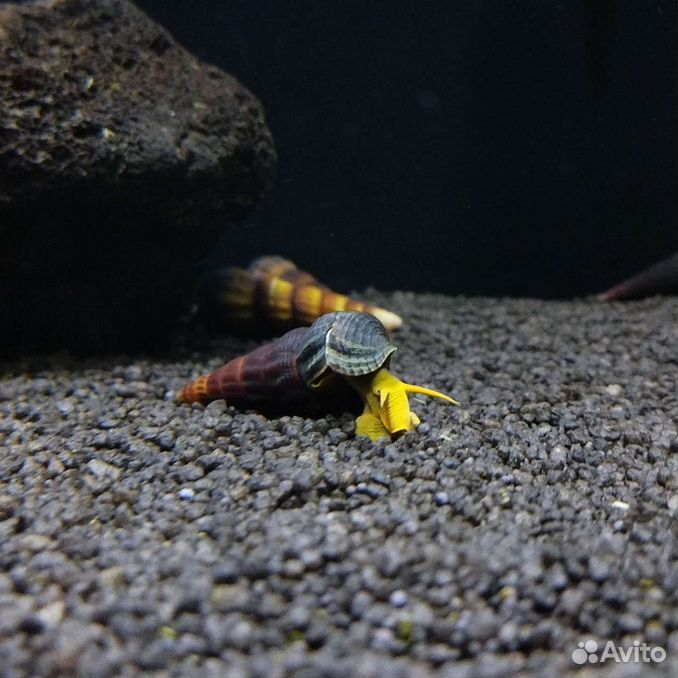 Улитки тиломелания "Жёлтый Кролик"