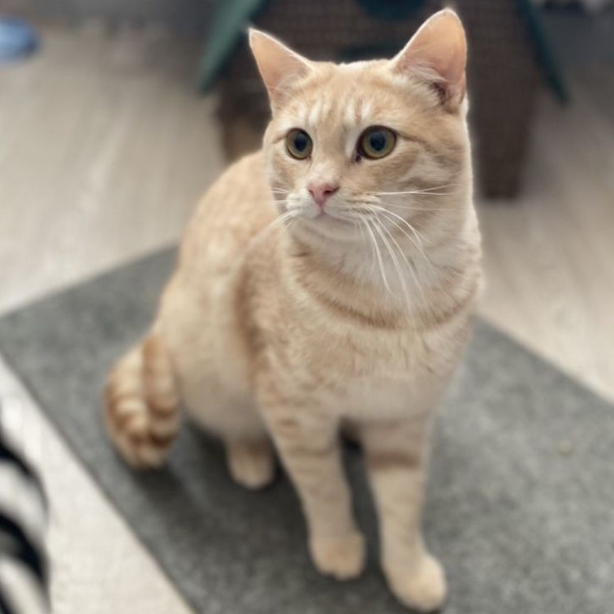 Взрослый кот в добрые руки