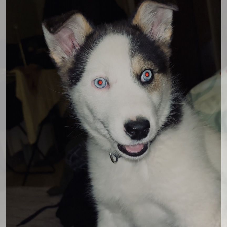 Лайка, щенок