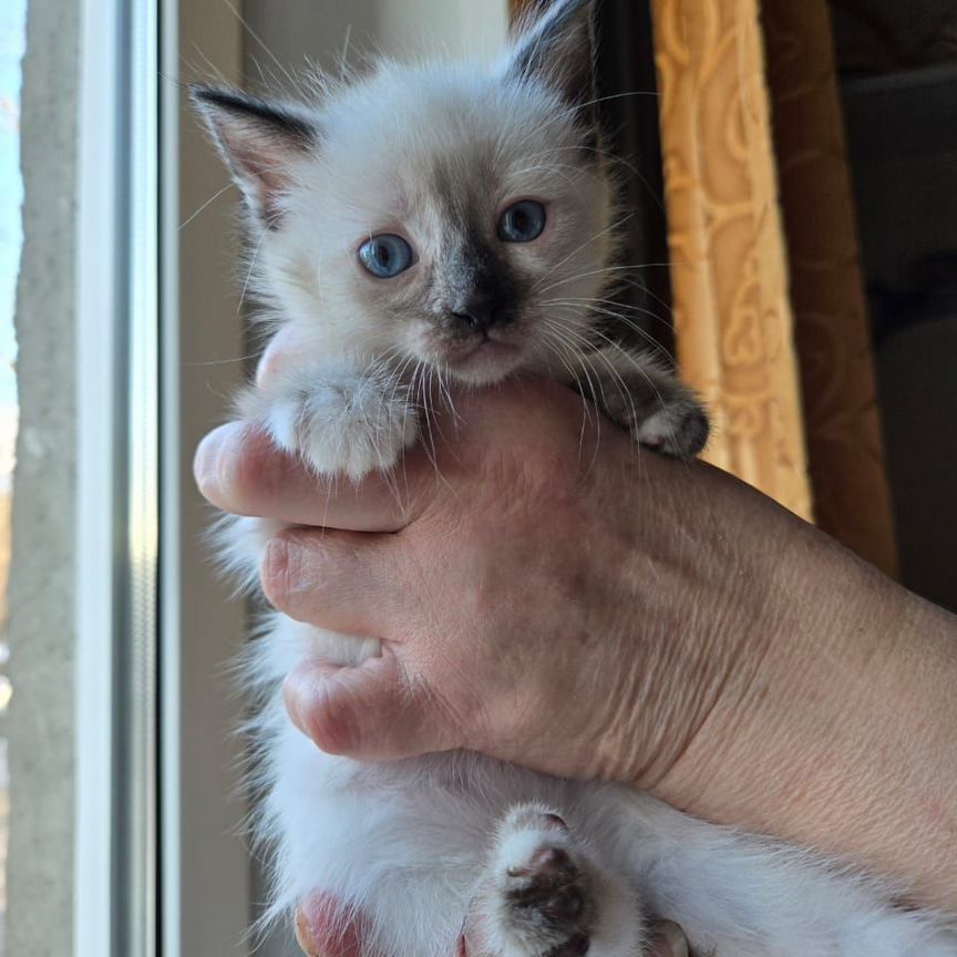 Тайские котята