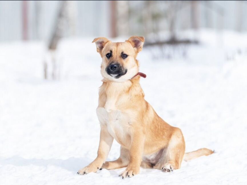 Щенок в дар