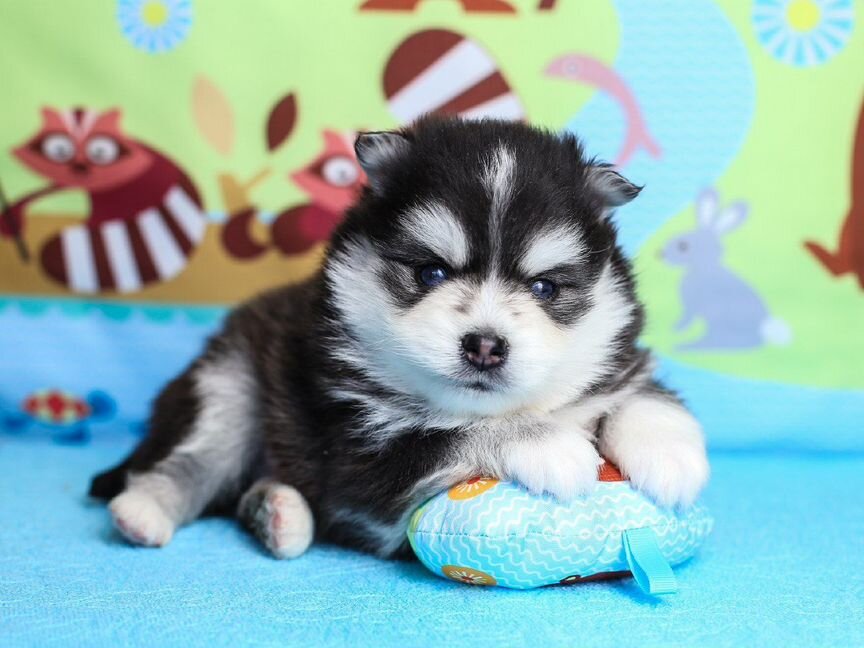 Помски - мини хаски мальчишка