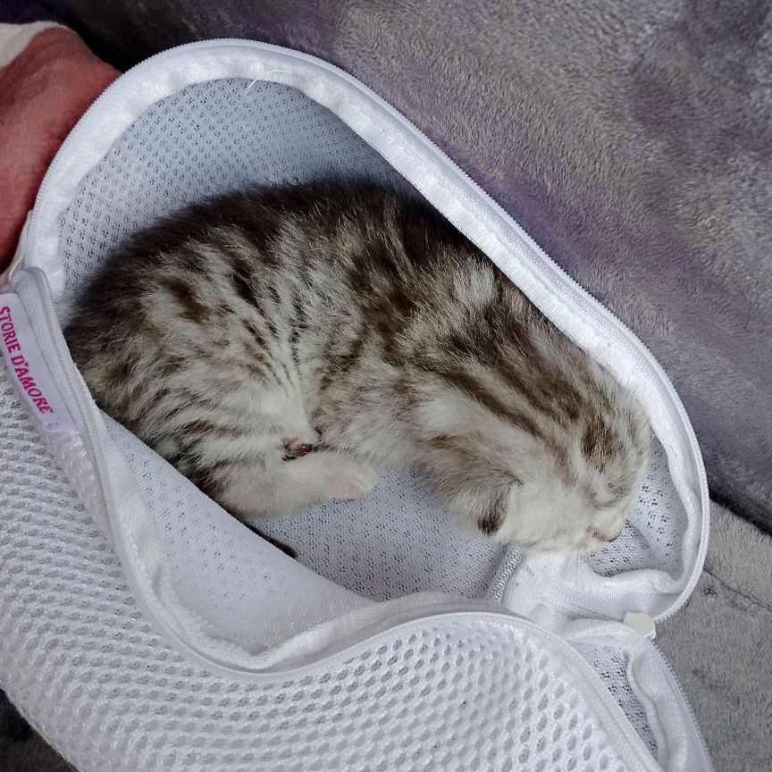Британские котята