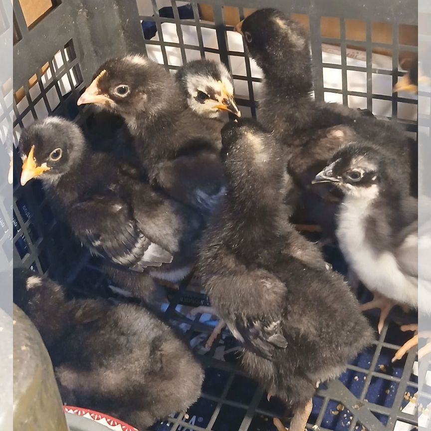 Цыплята подрощеные