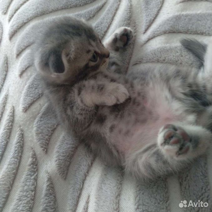 Шотландская вислоухая кошечка 1.5 мес