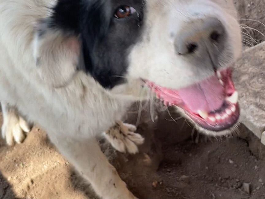 Собака в добрые руки отдам бесплатно