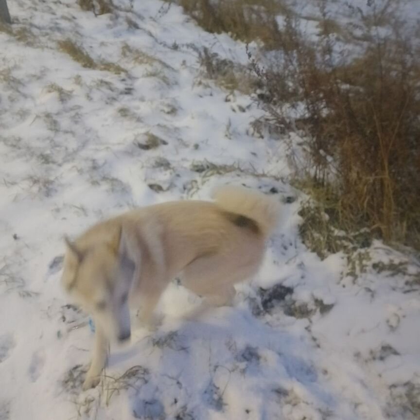 Щенок зсл