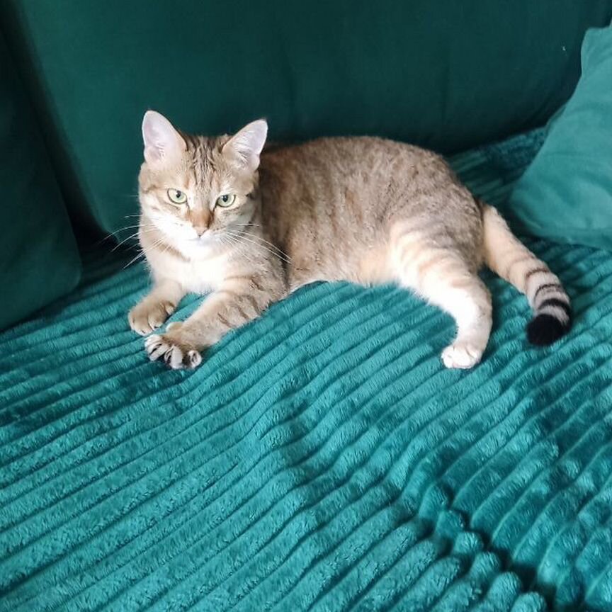 Кошка в добрые руки екатеринбург