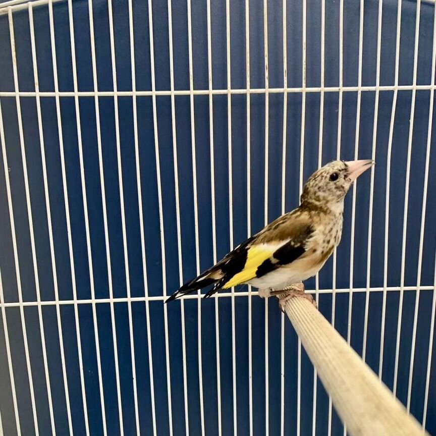 Щегол (саба)