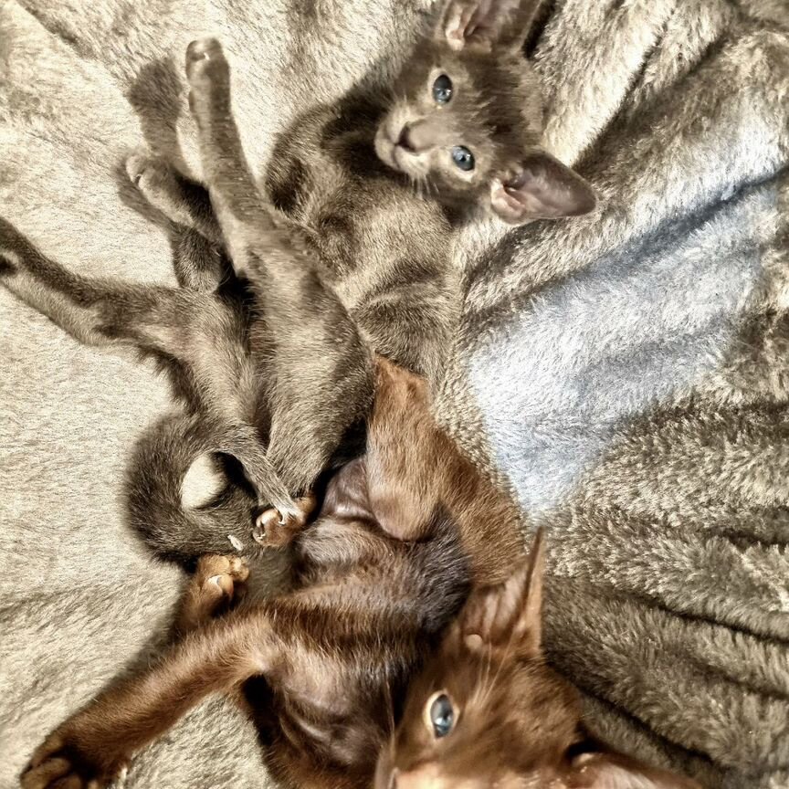 Ориентальные котята