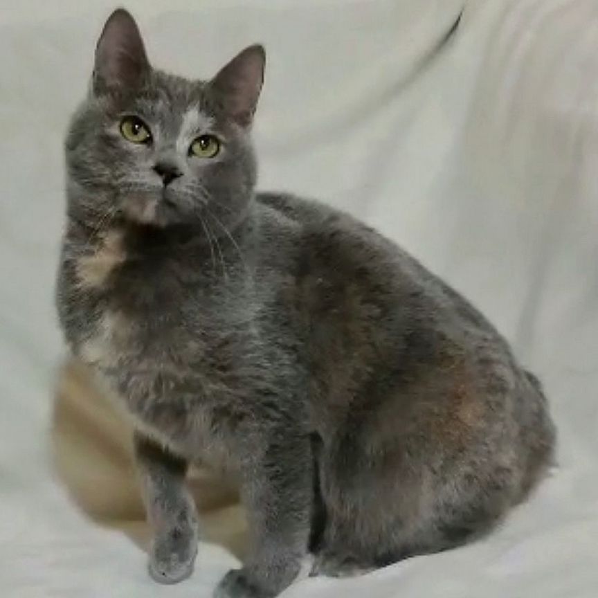 Курильский бобтейл короткошёрстный котёнок