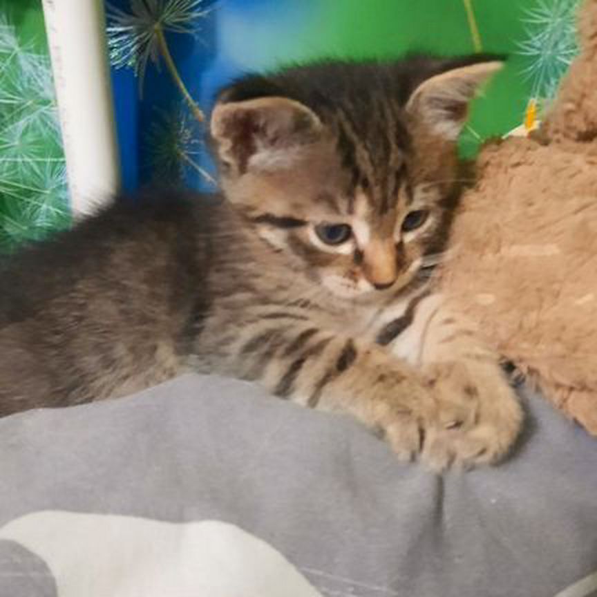 Отдают котят бесплатно