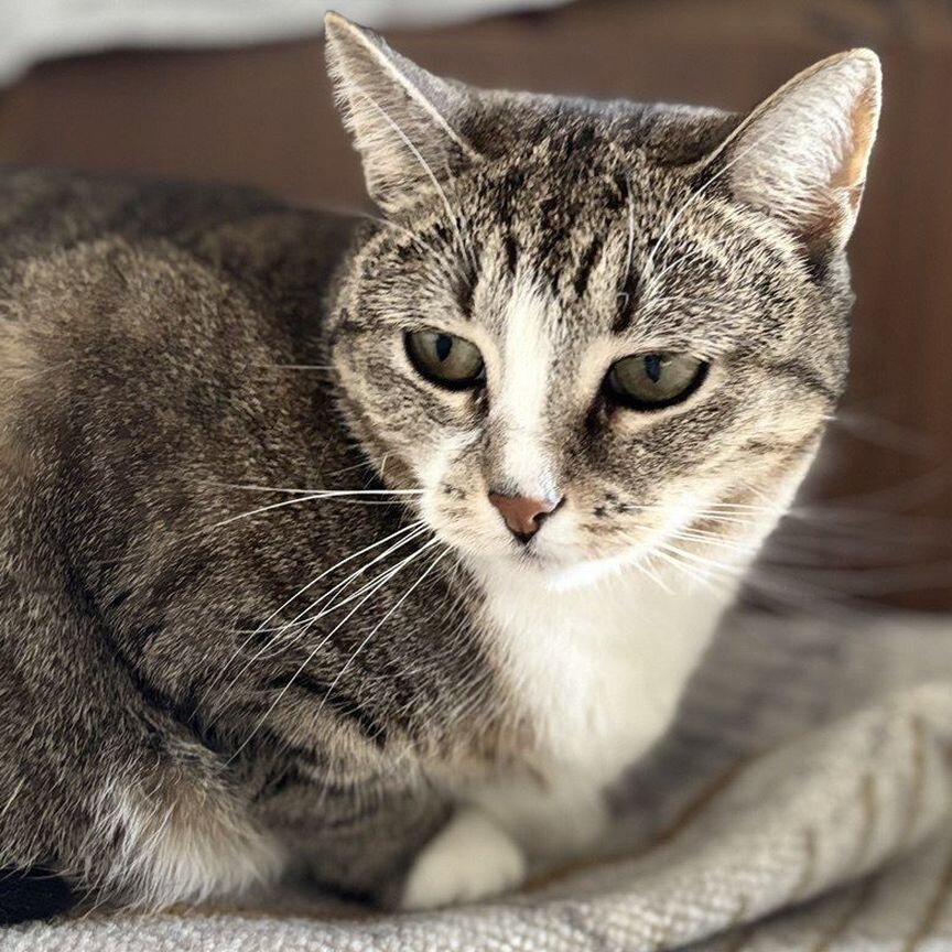 Взрослая, кошка в добрые руки