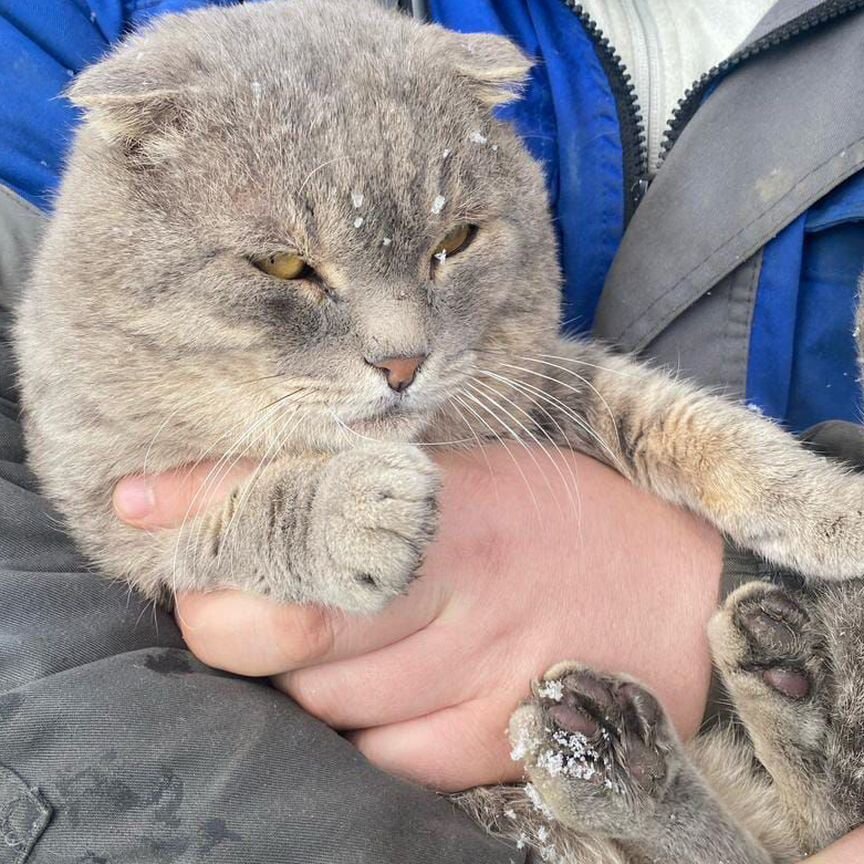 Потерялся кот южный обход