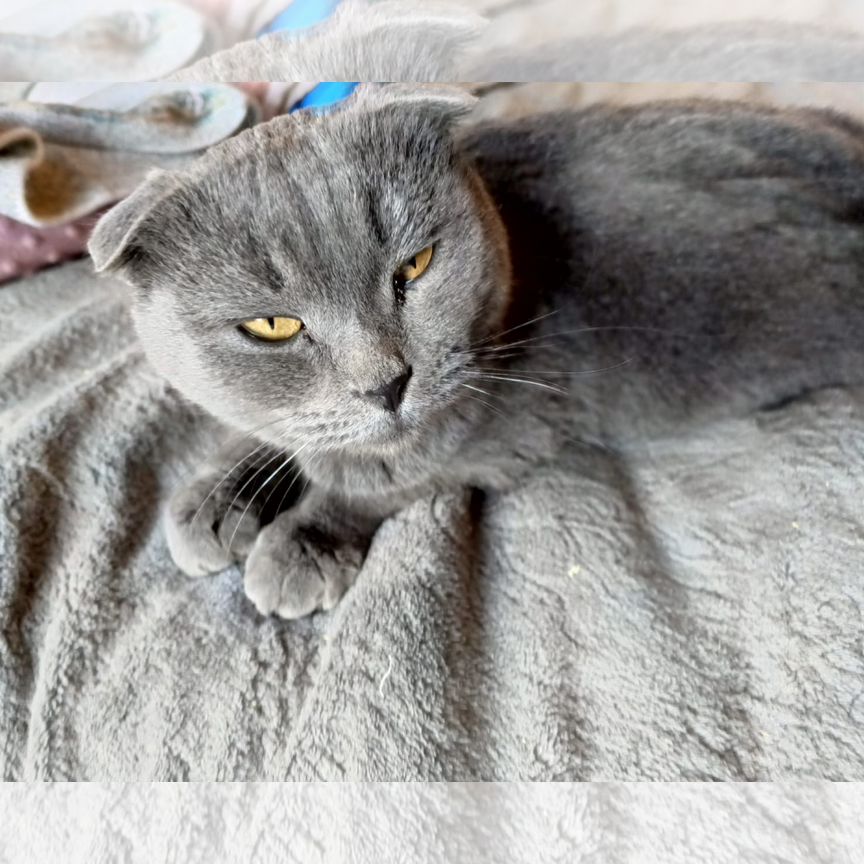 В хорошие руки