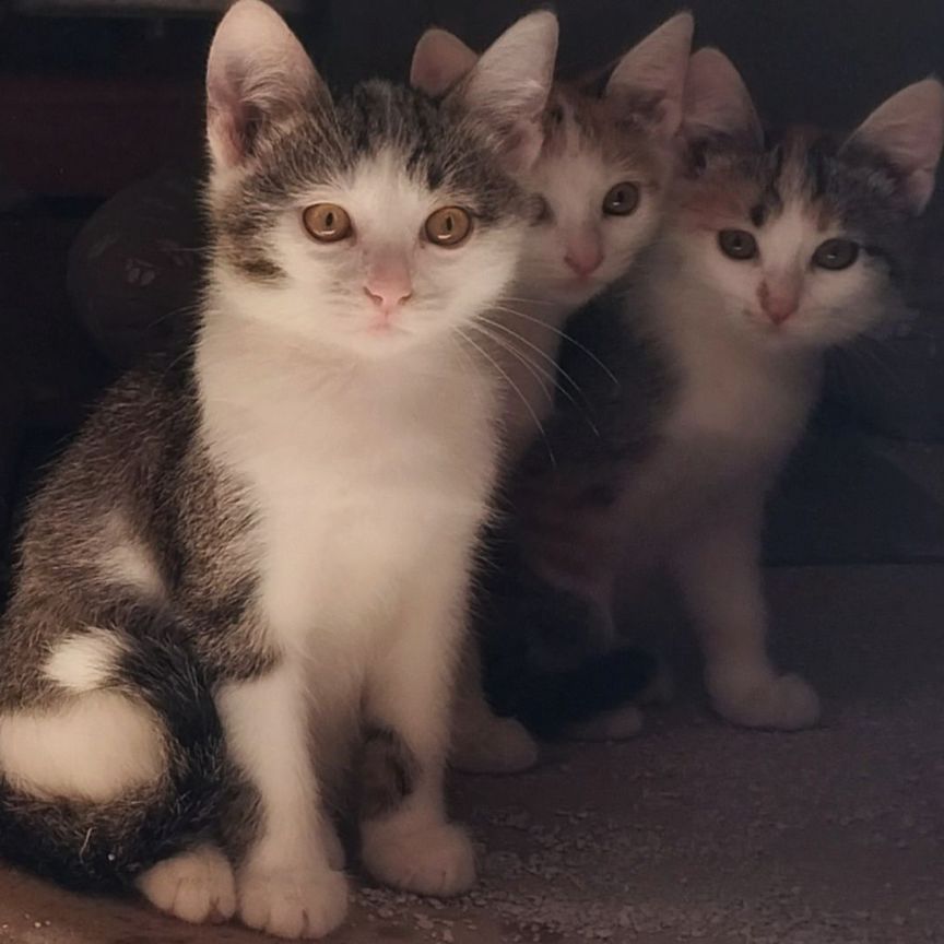 Котята короткошерстные 2 мес