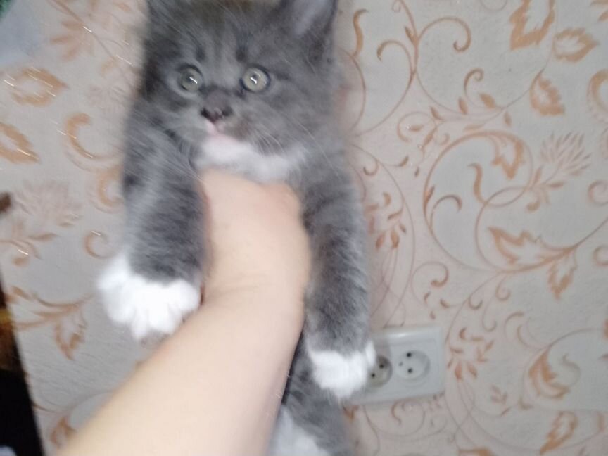 Кошки