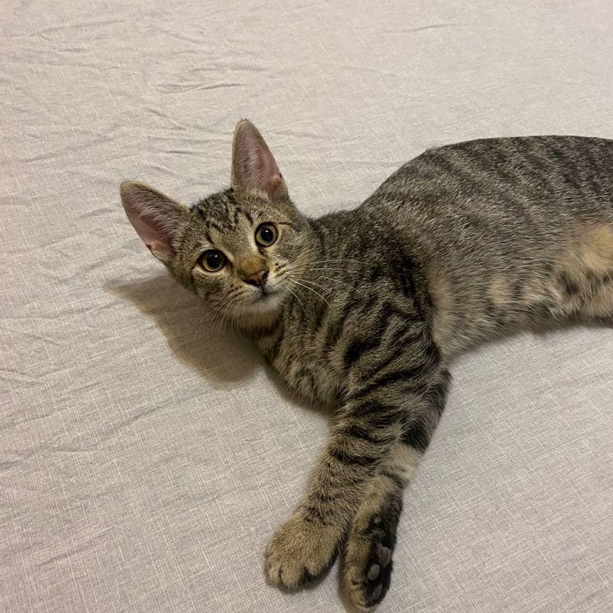 Котята