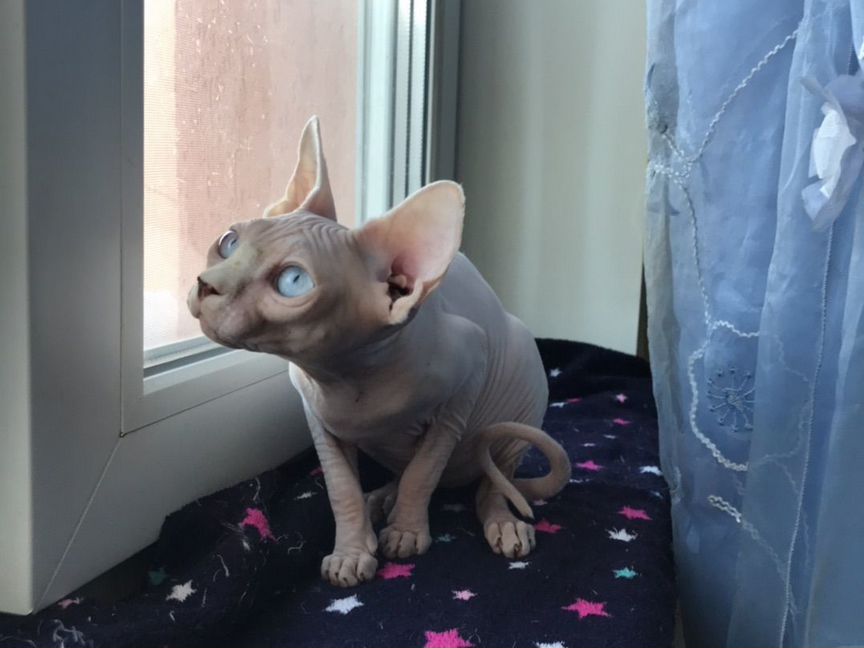 Канадский сфинкс девочка