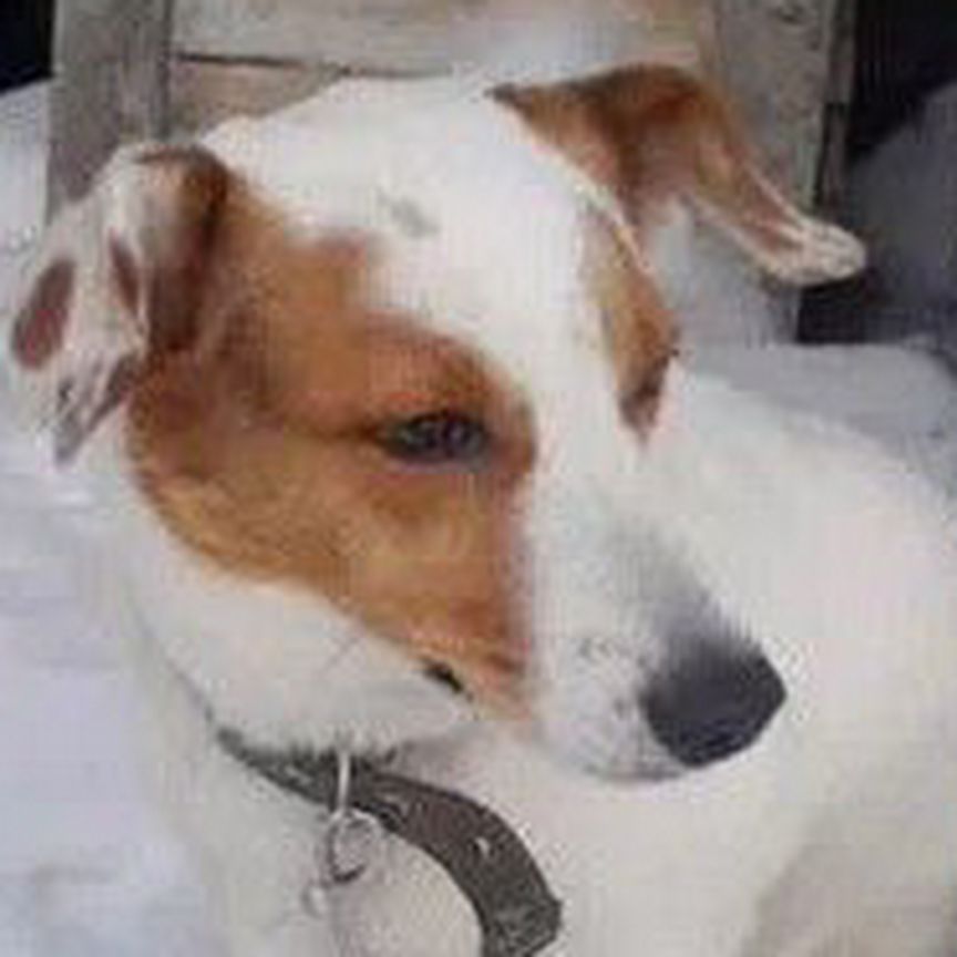 Джек-рассел-терьер, взрослый пёс