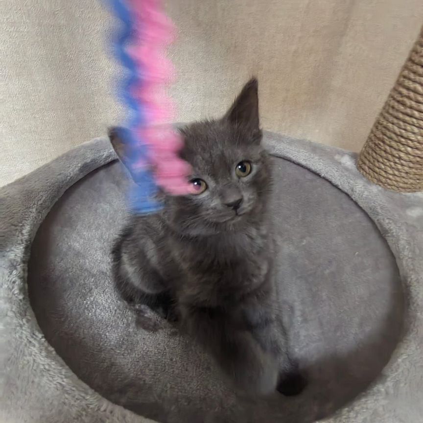 Котянок русская голубая