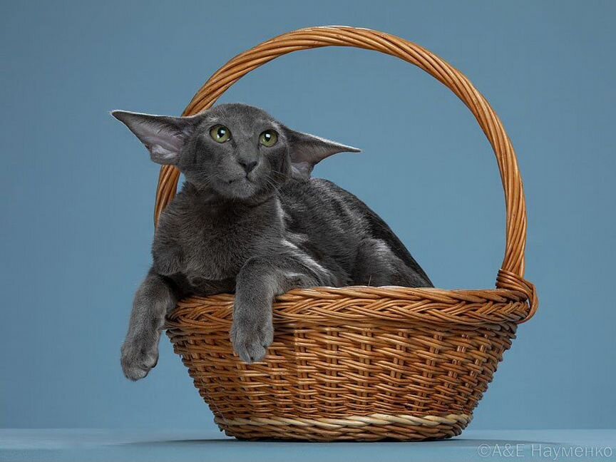 Ориентальные котята