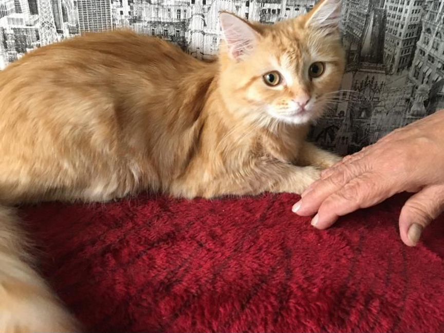 Рыжий котенок в добрые руки