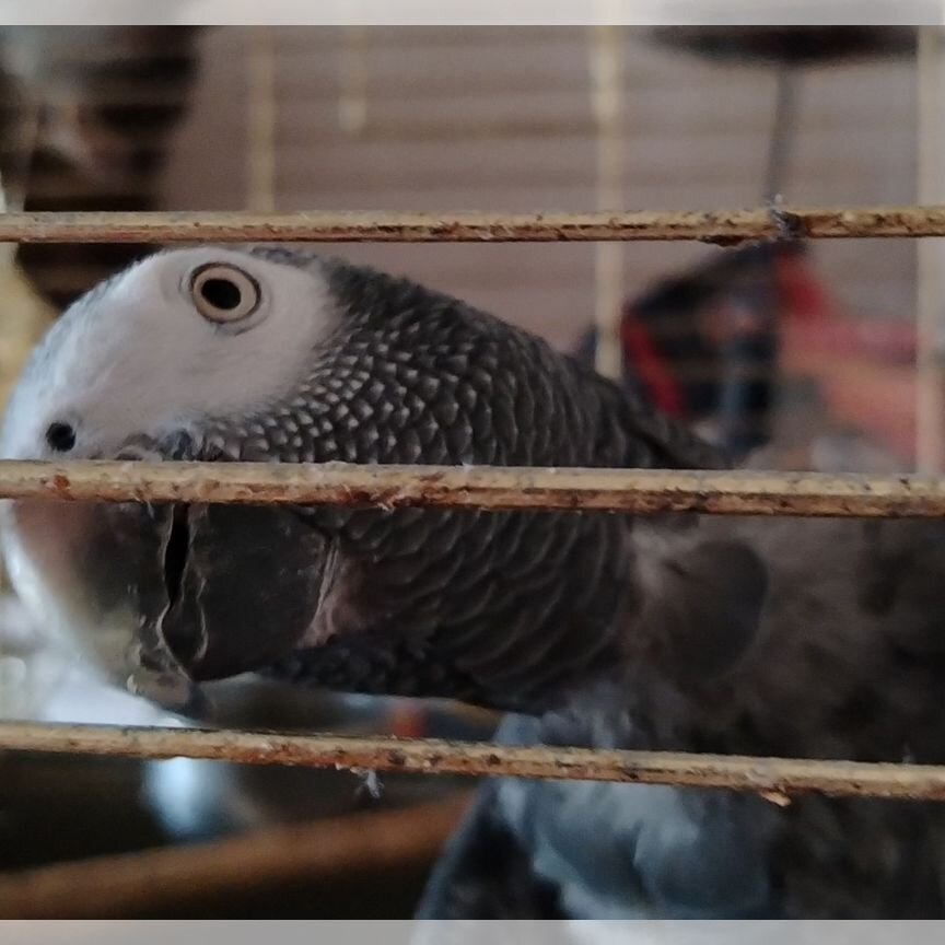 Большой Попугай Жакошик