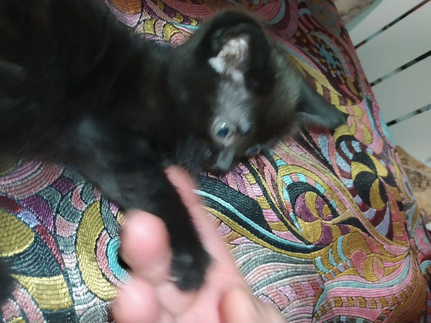 Отдам в добрые руки мама бенгалка