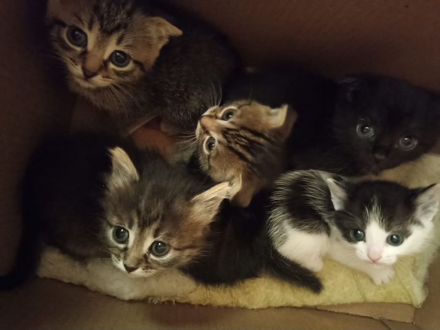 Кошка