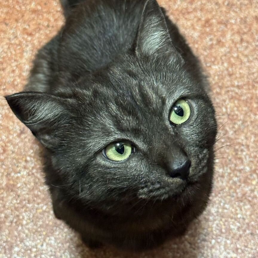 Кот ищет дом