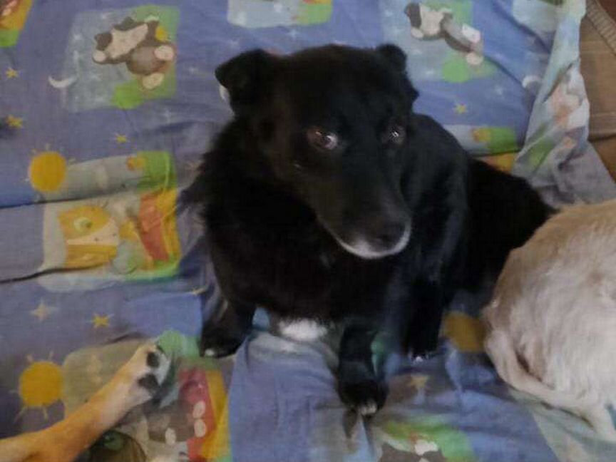 Маленькая собака. Коротколапик в добрые руки