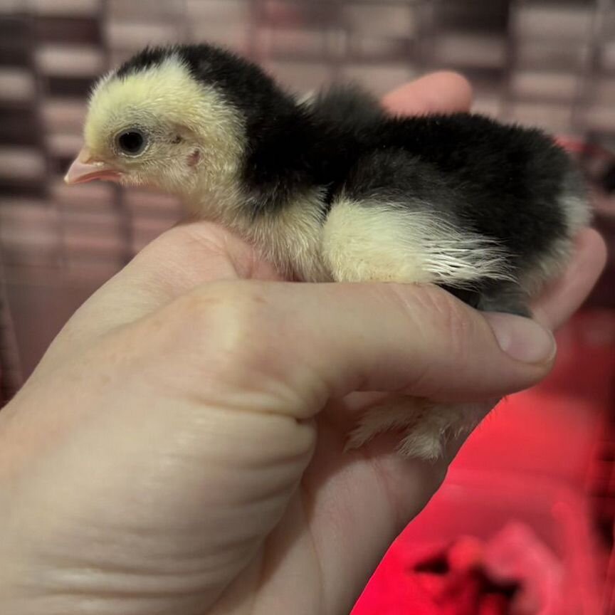 Цыпленок карликового кохинхина