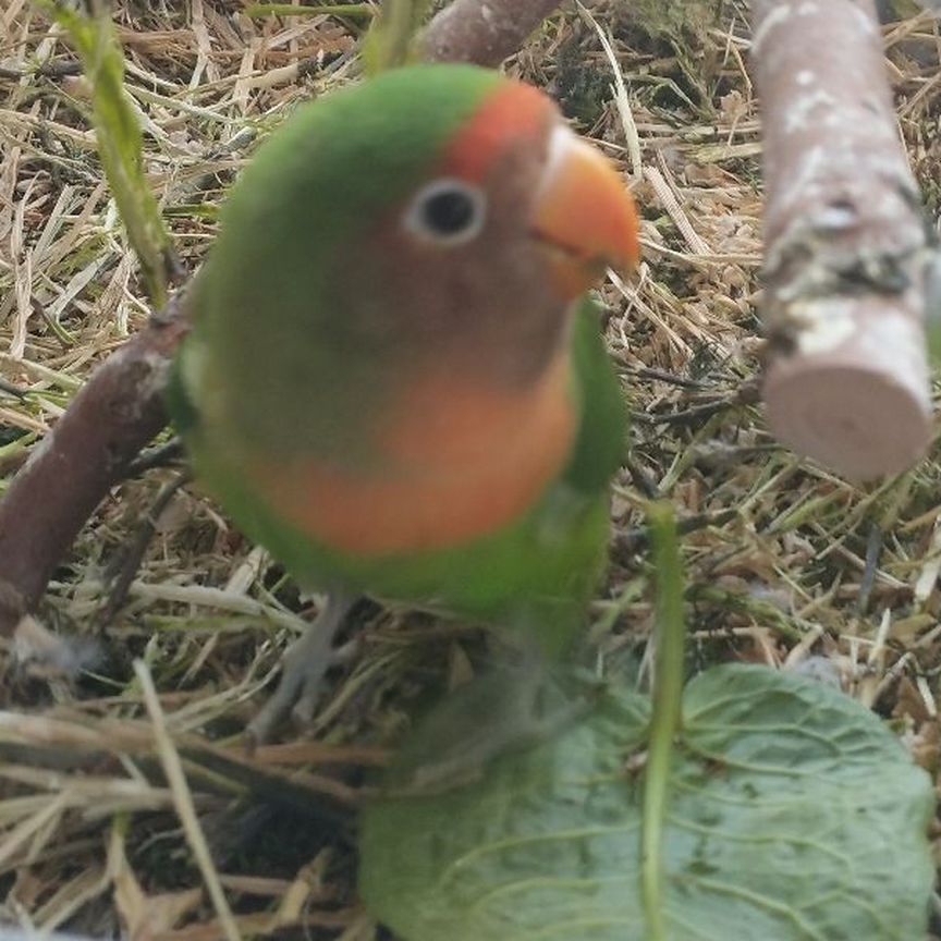 Неразлучники пара