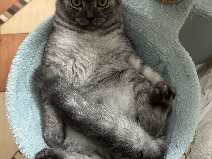 Шотланский котенок - мальчик