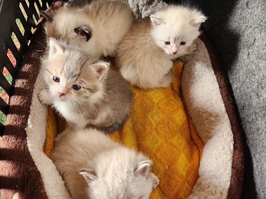 Котята в добрые руки бесплатно