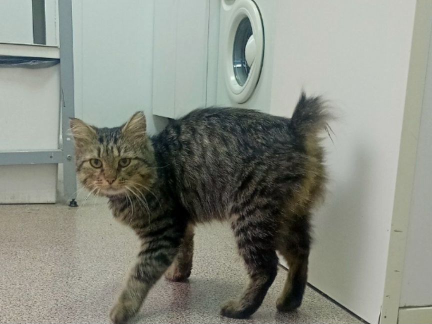 Метис бобтейла в добрые руки